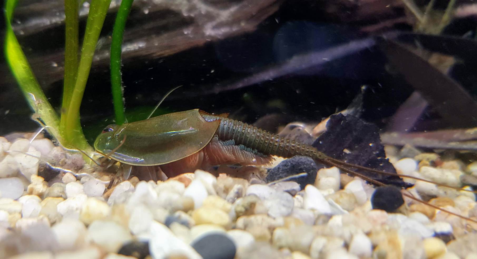 Quels sont les impacts de la pollution sur les triops